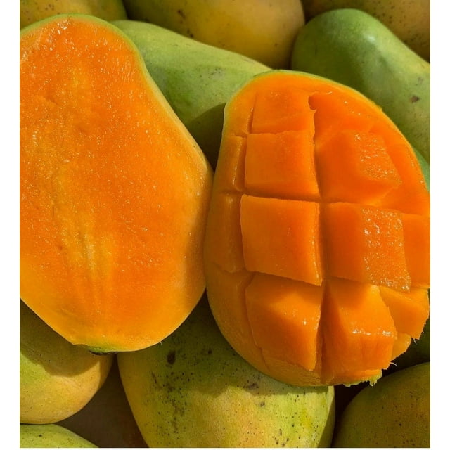 Madame Francis haitian MANGO TREE GRAFTED (2-4 Feet Tall) - Walmart.com