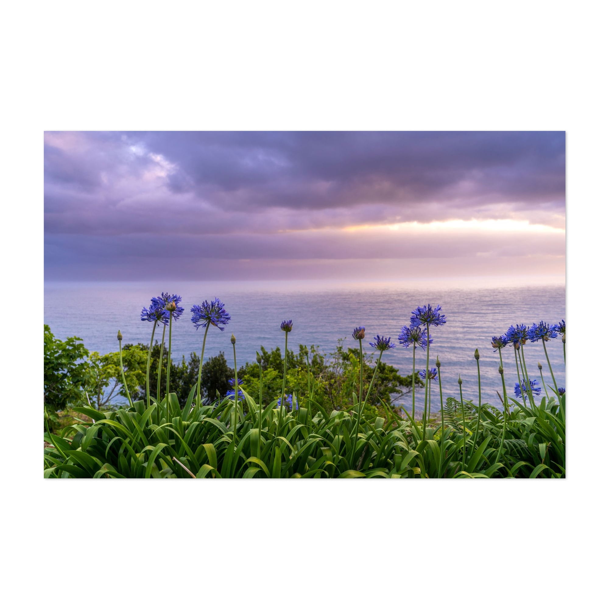 Madeira African Lilies in Sunrise - Madeira Portugal Photography ...