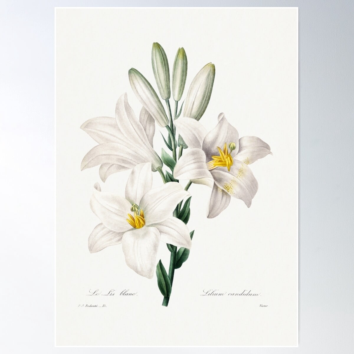 Madonna Lily (1759–1840) Vintage Hand Drawn Flower Sketch (Botanical ...