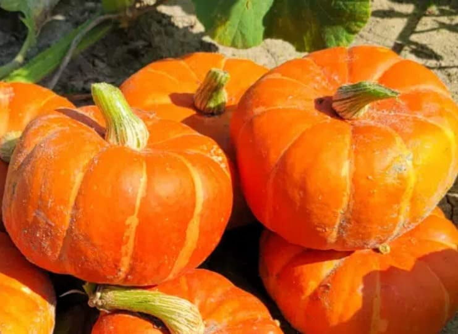 Madonna Winter Squash Seeds (10 Seeds) - Walmart.com