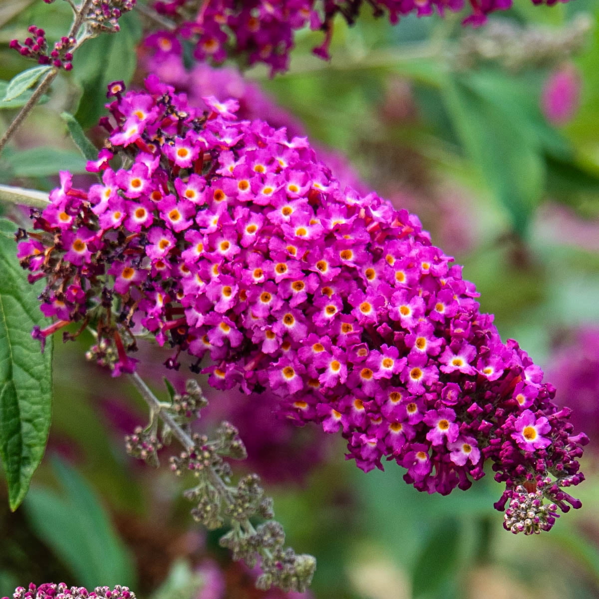 Magenta Darling Butterfly Bush (Buddleia), Deciduous Bare Root Starter ...