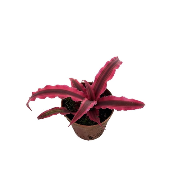 Magenta Earth Star Plant - Cryptanthus - 2" Pot - Walmart.com