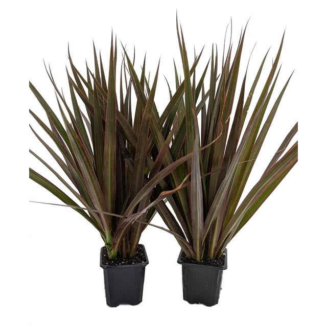 Magenta Madagascar Dragon Tree - Dracaena marginata - 2 Plants 3" Pots ...