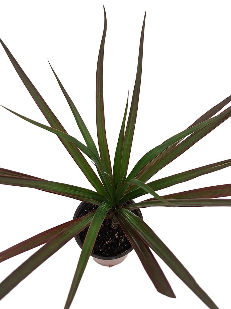 Magenta Madagascar Dragon Tree - Dracaena marginata - 3.5" Pot ...