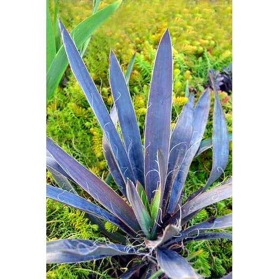 Walmart Black Friday Deals 2025 - "Live Magenta Magic Yucca aloifolia ...