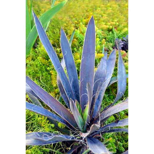 "Live Magenta Magic Yucca aloifolia for Indoors or Outdoors, with ...