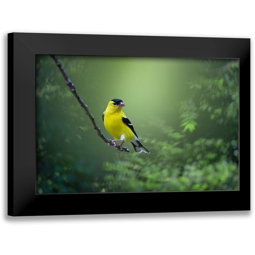 Maggard Arlow, Mickey 24x17 Black Modern Framed Museum Art Print Titled ...