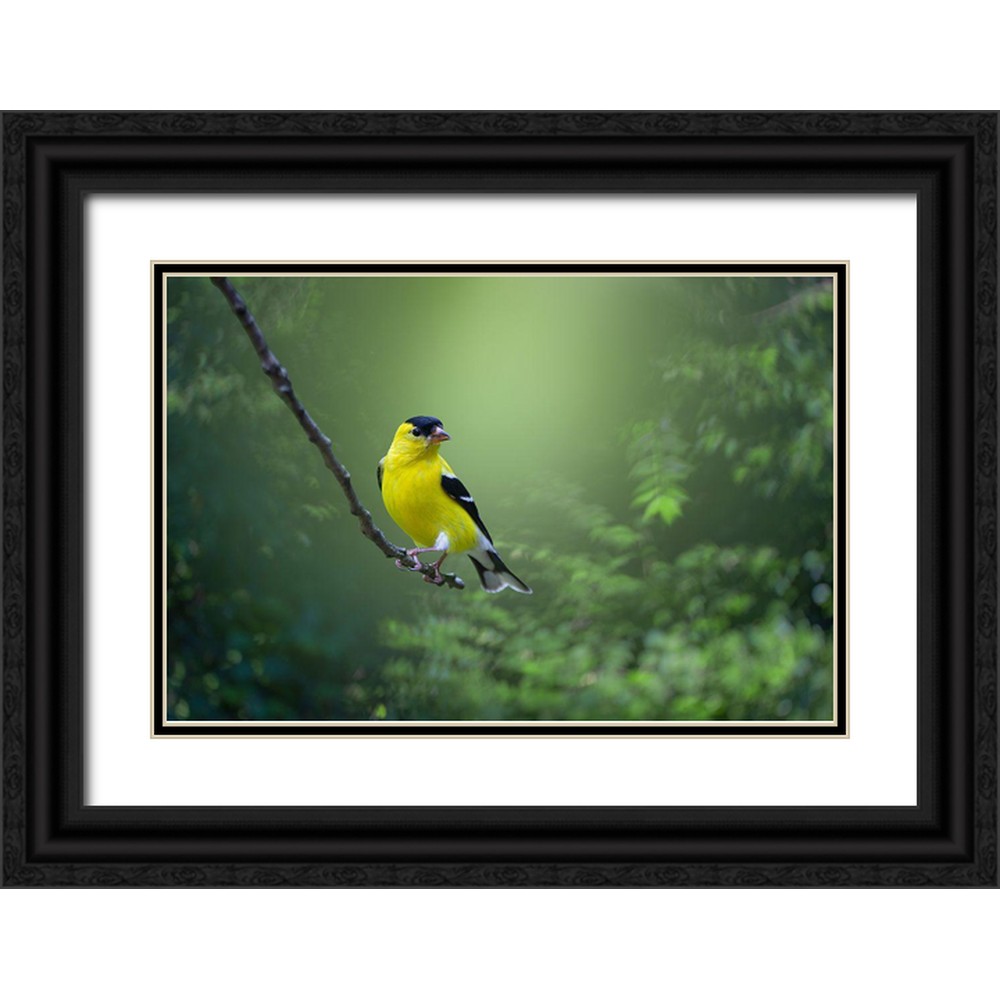 Maggard Arlow, Mickey 24x17 Black Ornate Wood Framed with Double ...