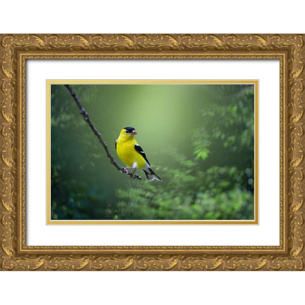 Maggard Arlow, Mickey 24x17 Gold Ornate Wood Framed with Double Matting ...