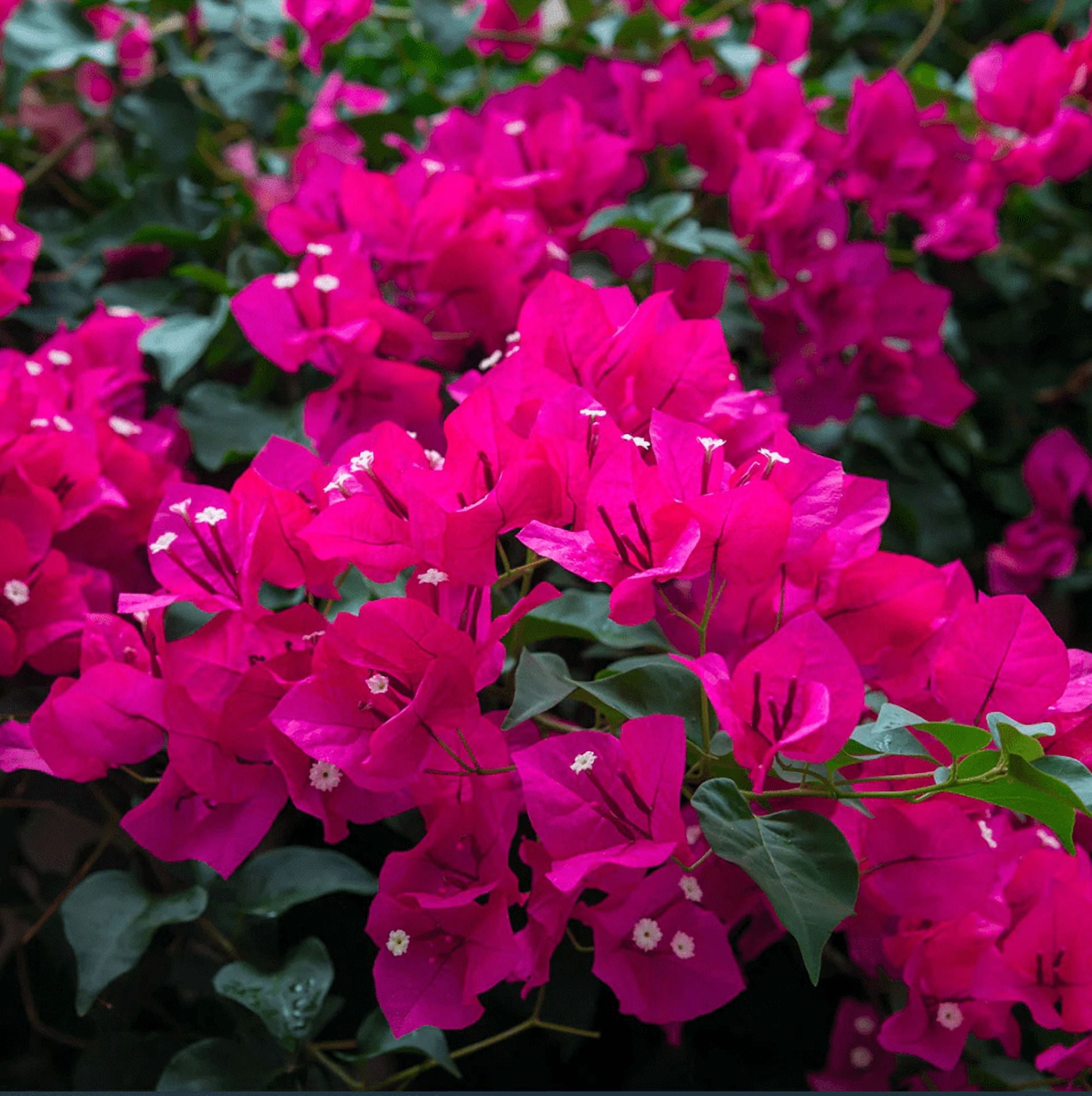 Magic Bougainvillea Plant Live for Planting, Dark Pink Tropical ...