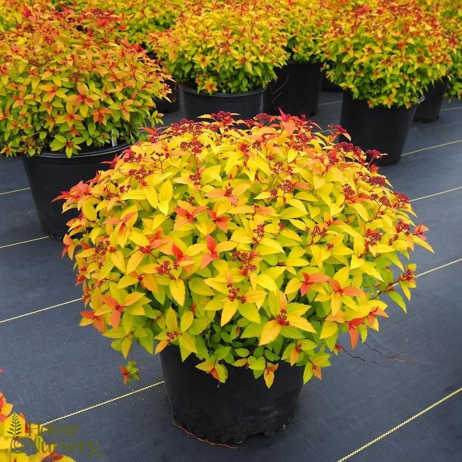 RedCrocus Magic Carpet Japanese Spirea- Low-Growing, Compact Shrub for ...