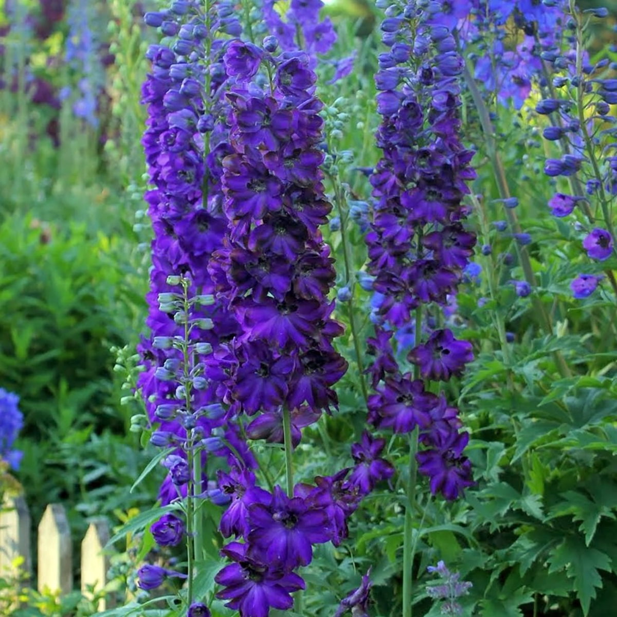 "Live Magic Fountains Delphinium Plant - Dark Blue with Dark Bee - 2.5 ...