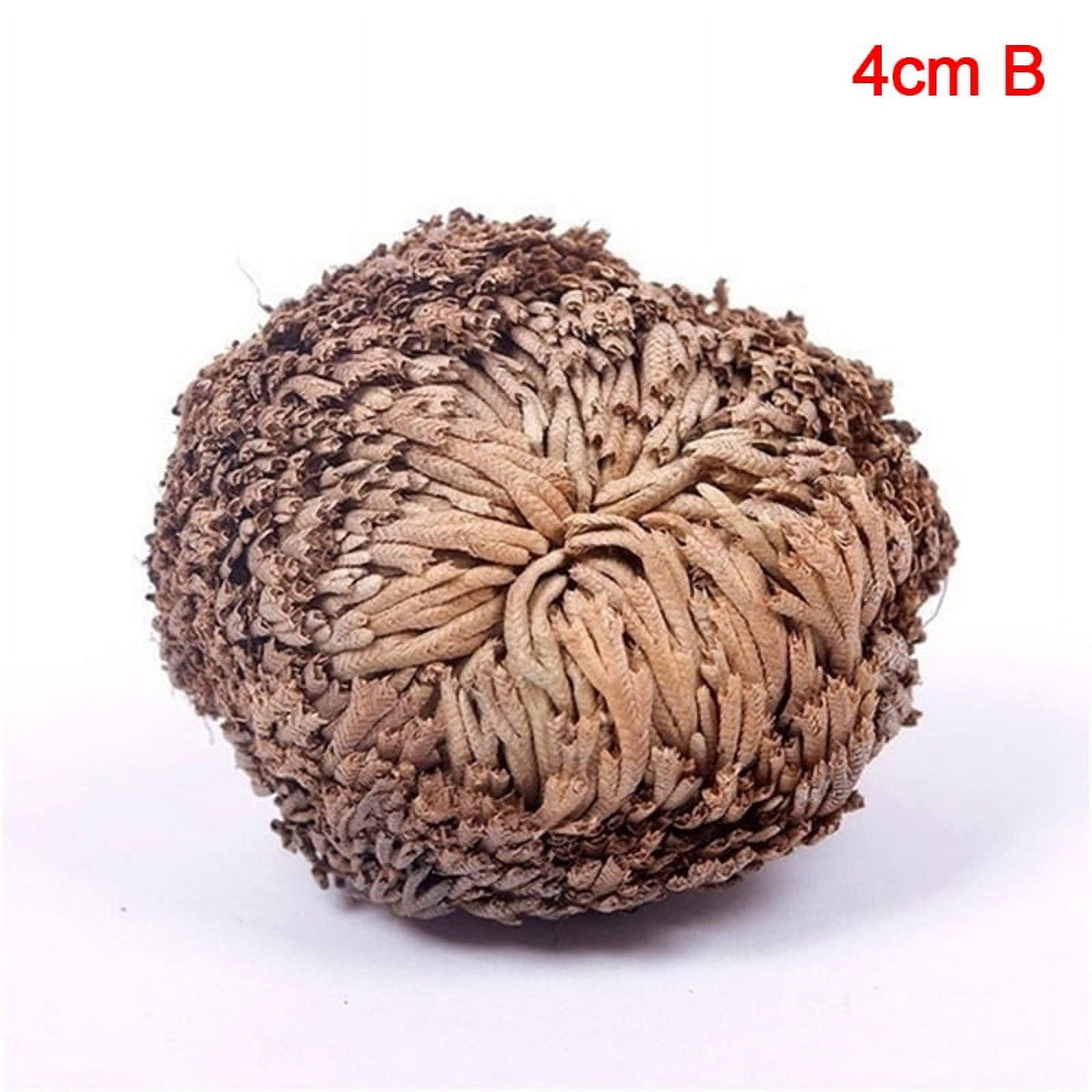 Magic Resurrection In Water Plant Prehistoric Plant Air Fern ...