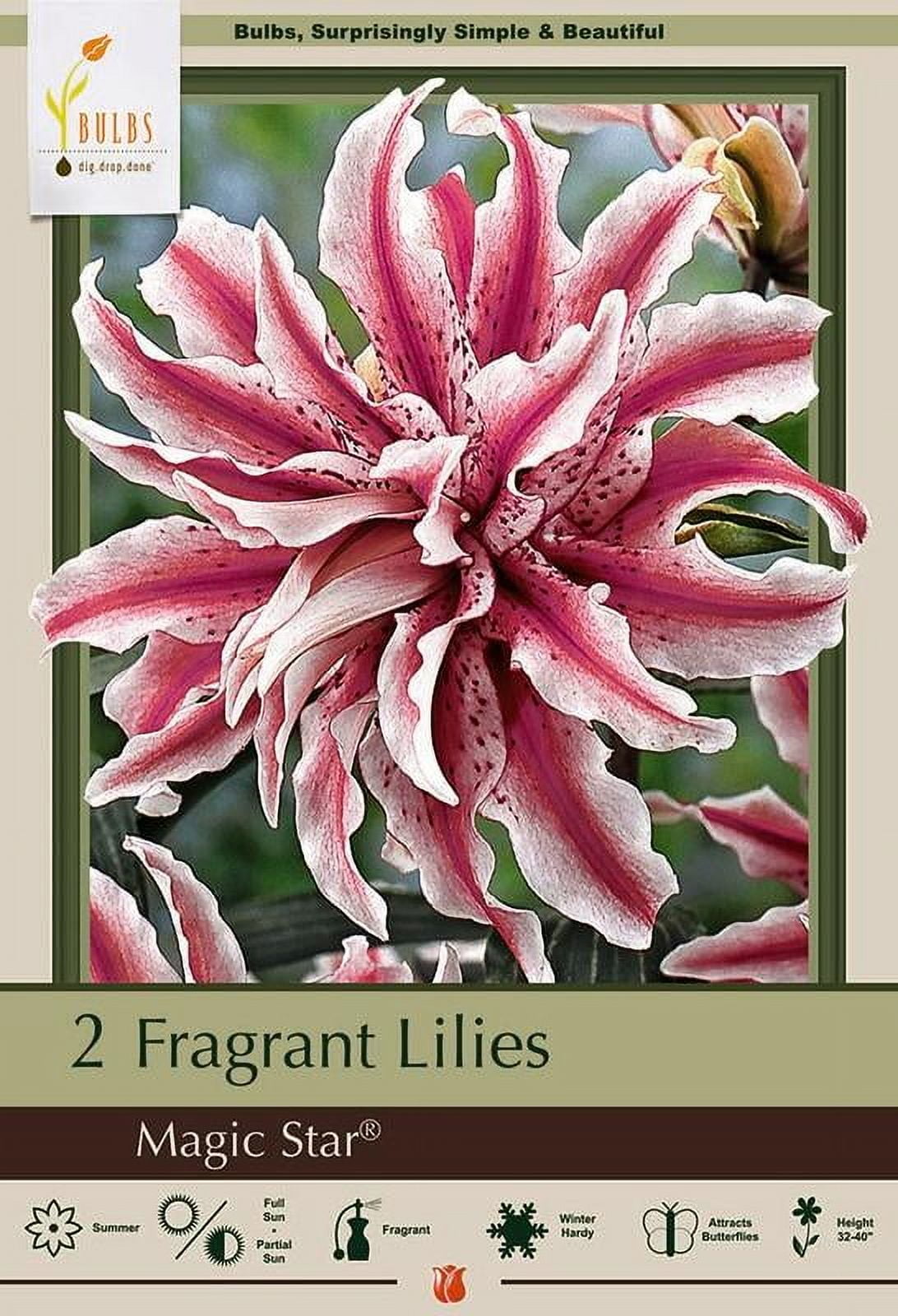 Magic Star Double Oriental Lily - 2 Bulbs 16/18 cm - Bi Colored ...