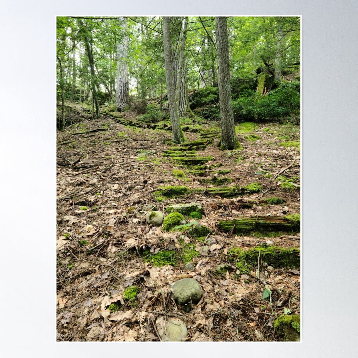 Magical Mossy Steps In The Woods Poster Wall Art, Modern Wall Decor For ...