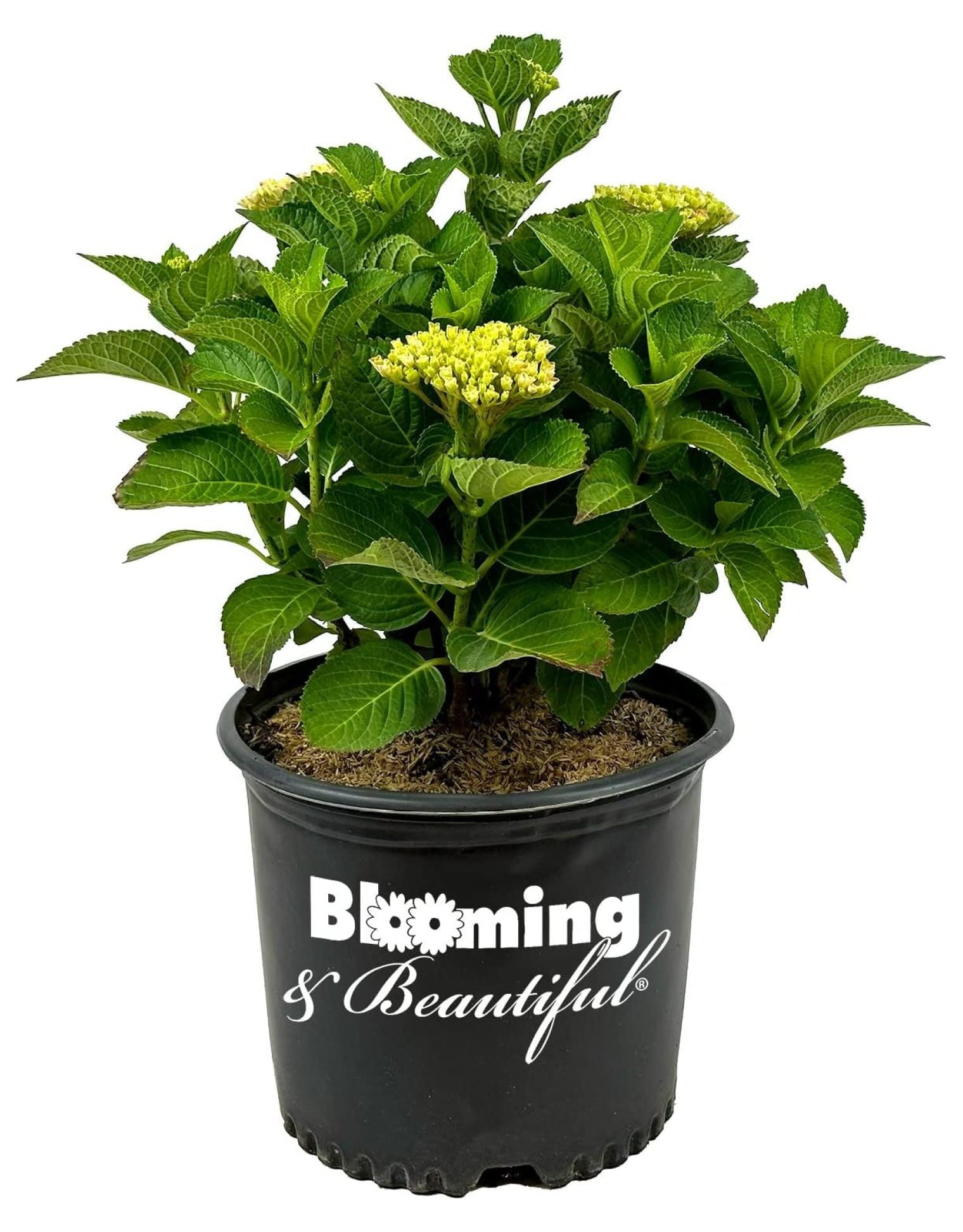 - Magical Revolution Hydrangea - 3 Gal - Multi-Color Changing - Long ...