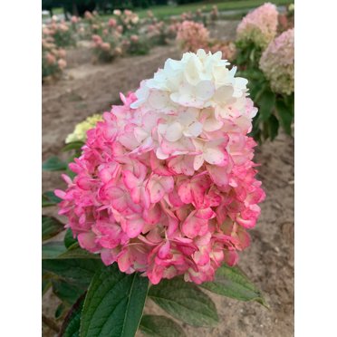 Quick Fire Fab® Panicle Hydrangea - Walmart.com