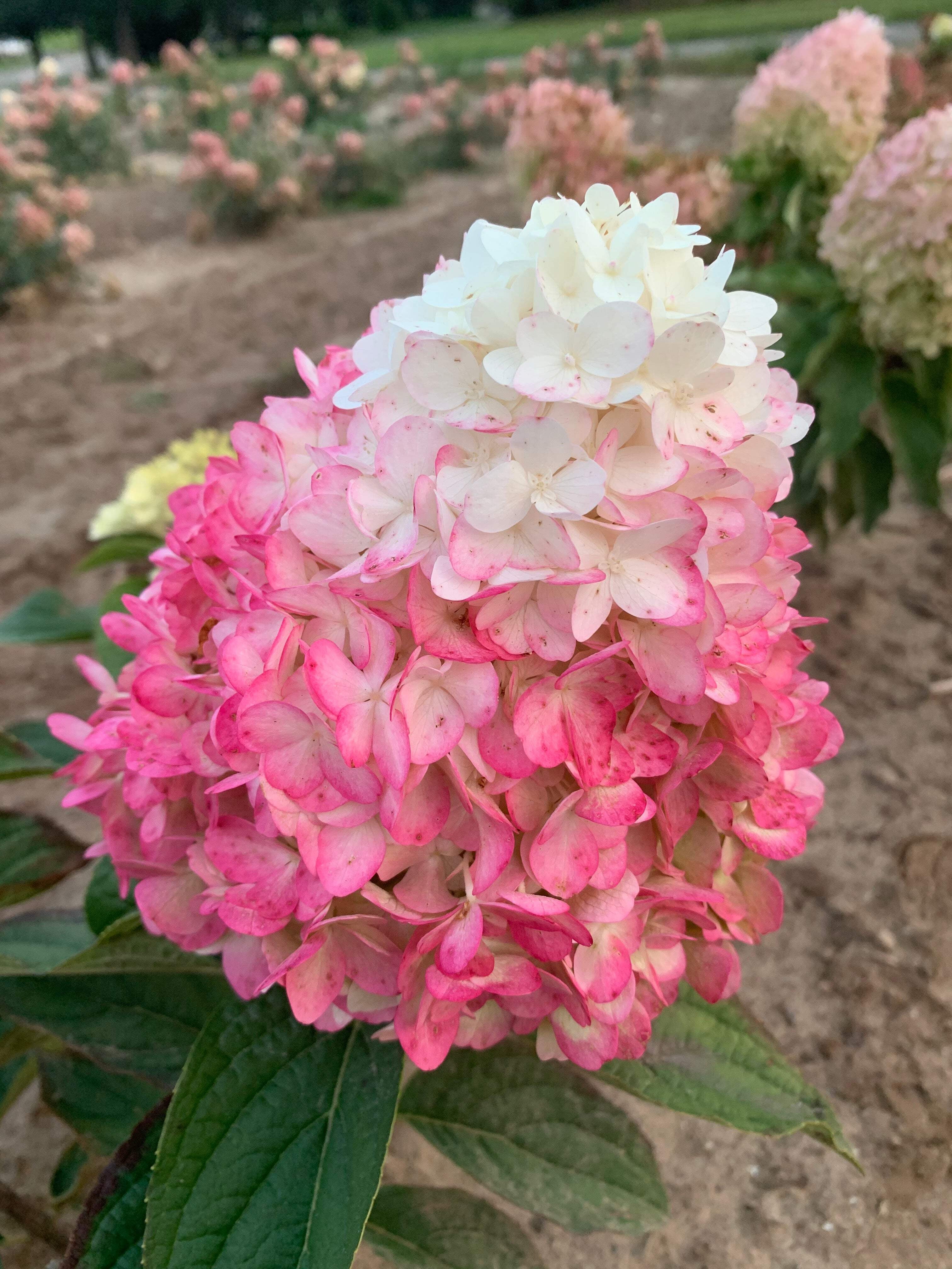 Magical® Ruby Snow Hydrangea - Walmart.com