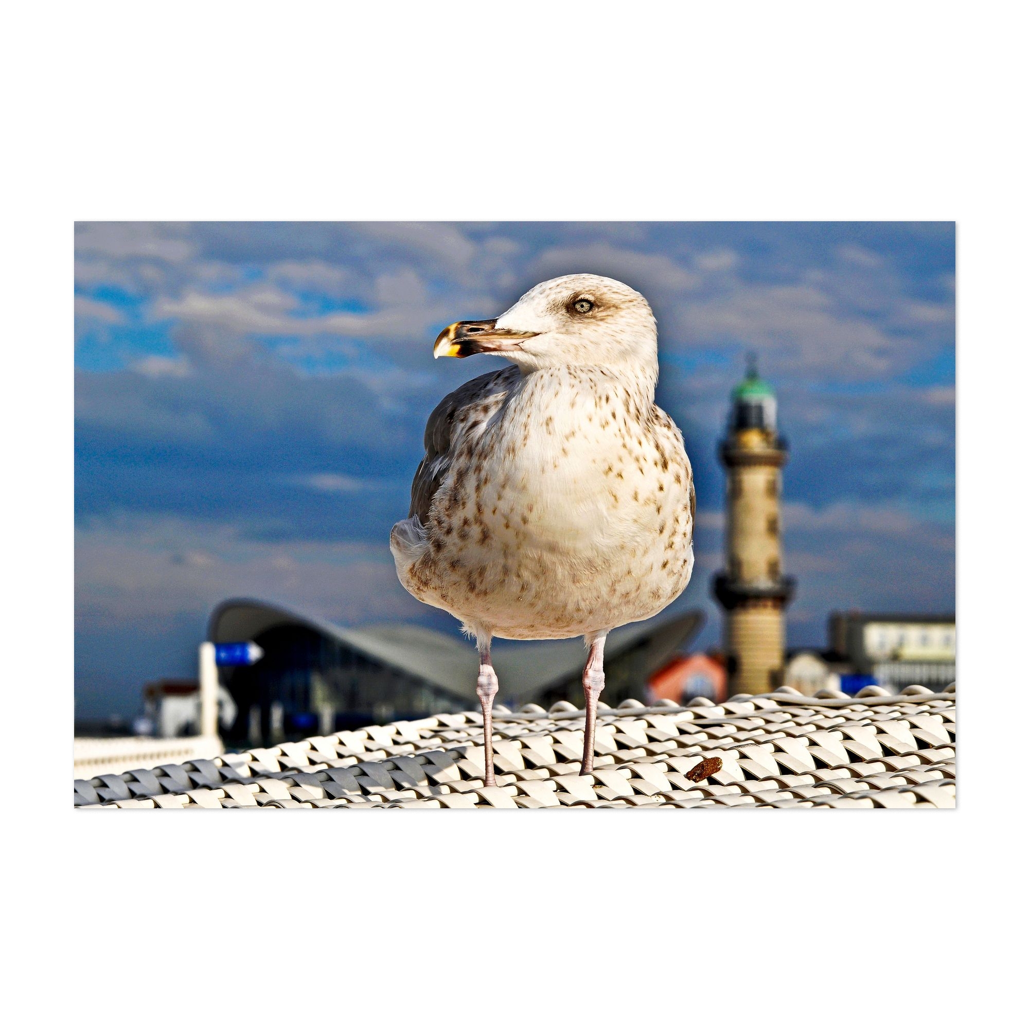 Magical seagull on the Baltic Sea - Rostock Mecklenburg-Vorpommern ...