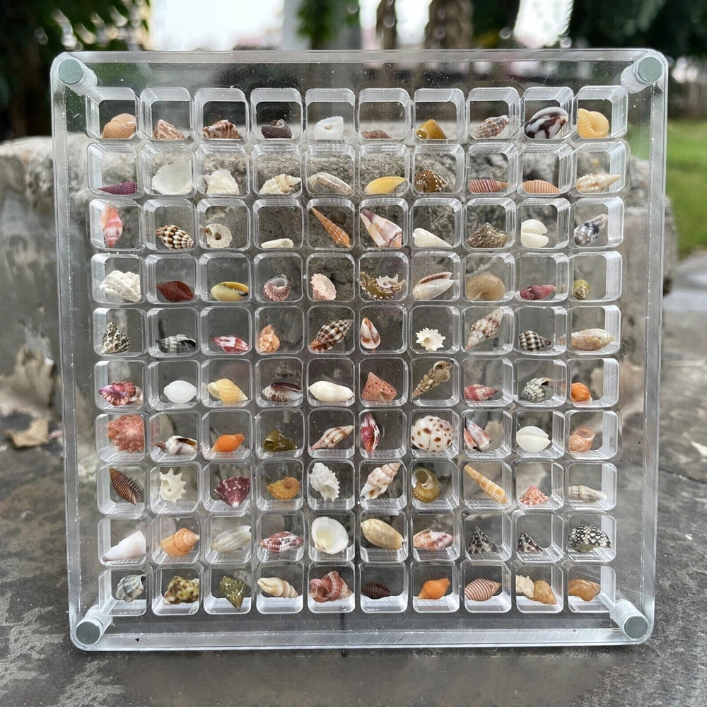 Magnetic Seashell Storage Box Transparent Acrylic Display Case for ...