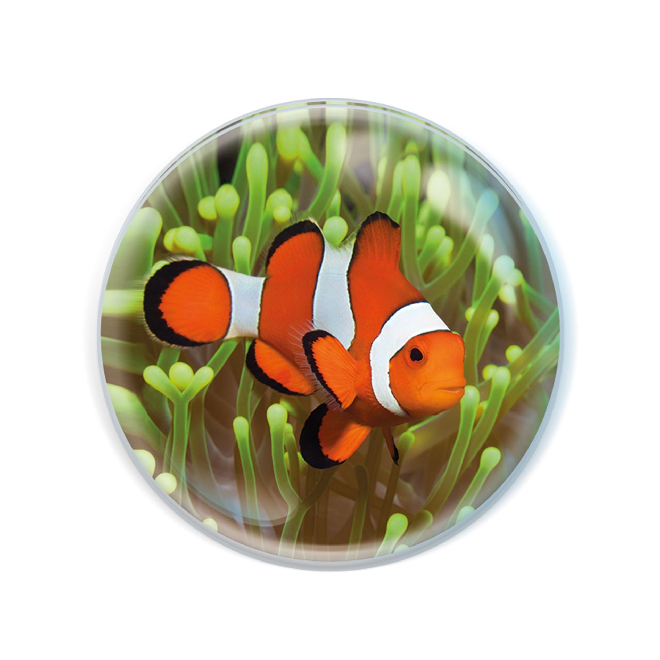 Magnidome - Clown Fish Magnet from Deluxbase. Crystal Glass Fridge ...