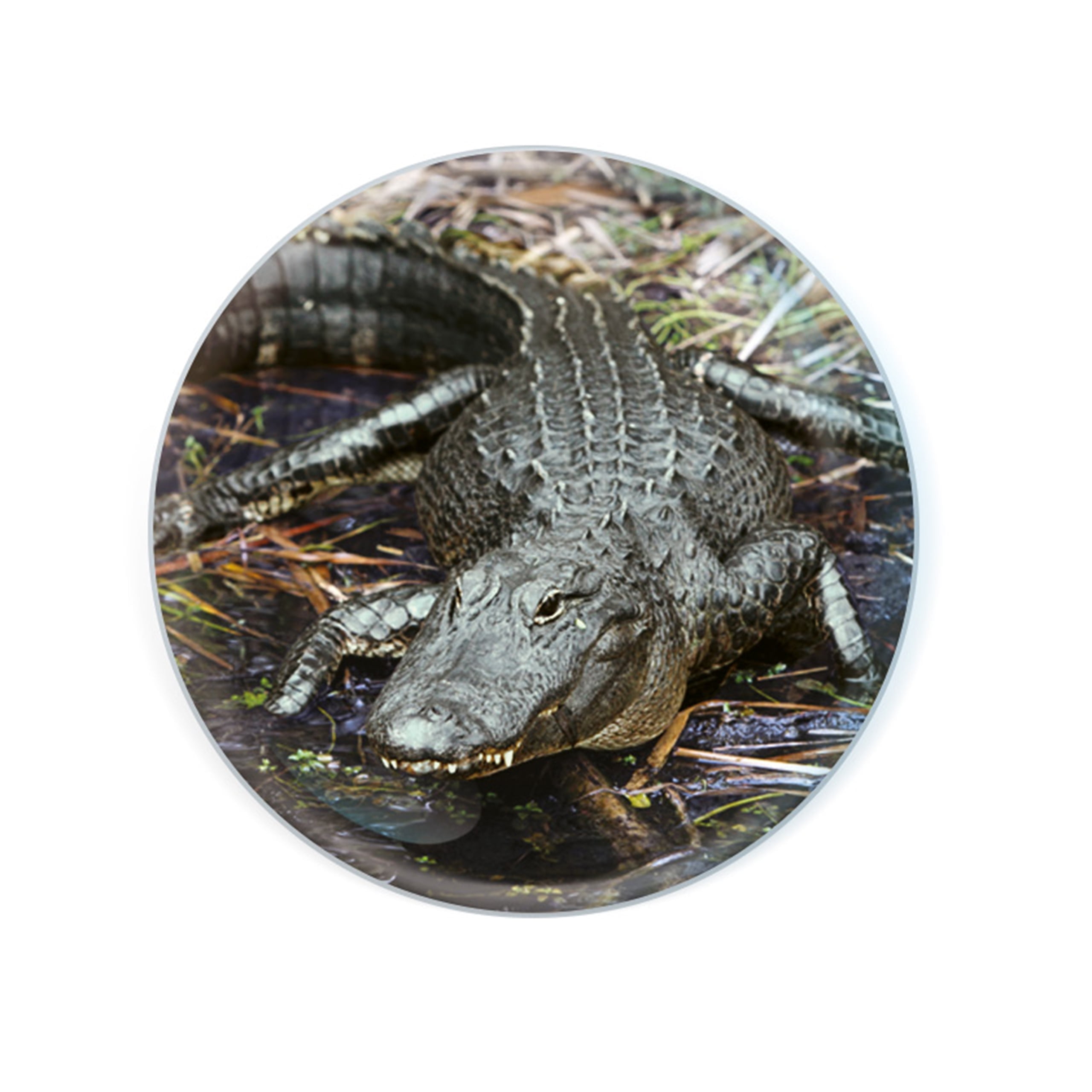 Magnidome Crocodile Magnet from Deluxebase Crystal Glass Fridge Magnet ...