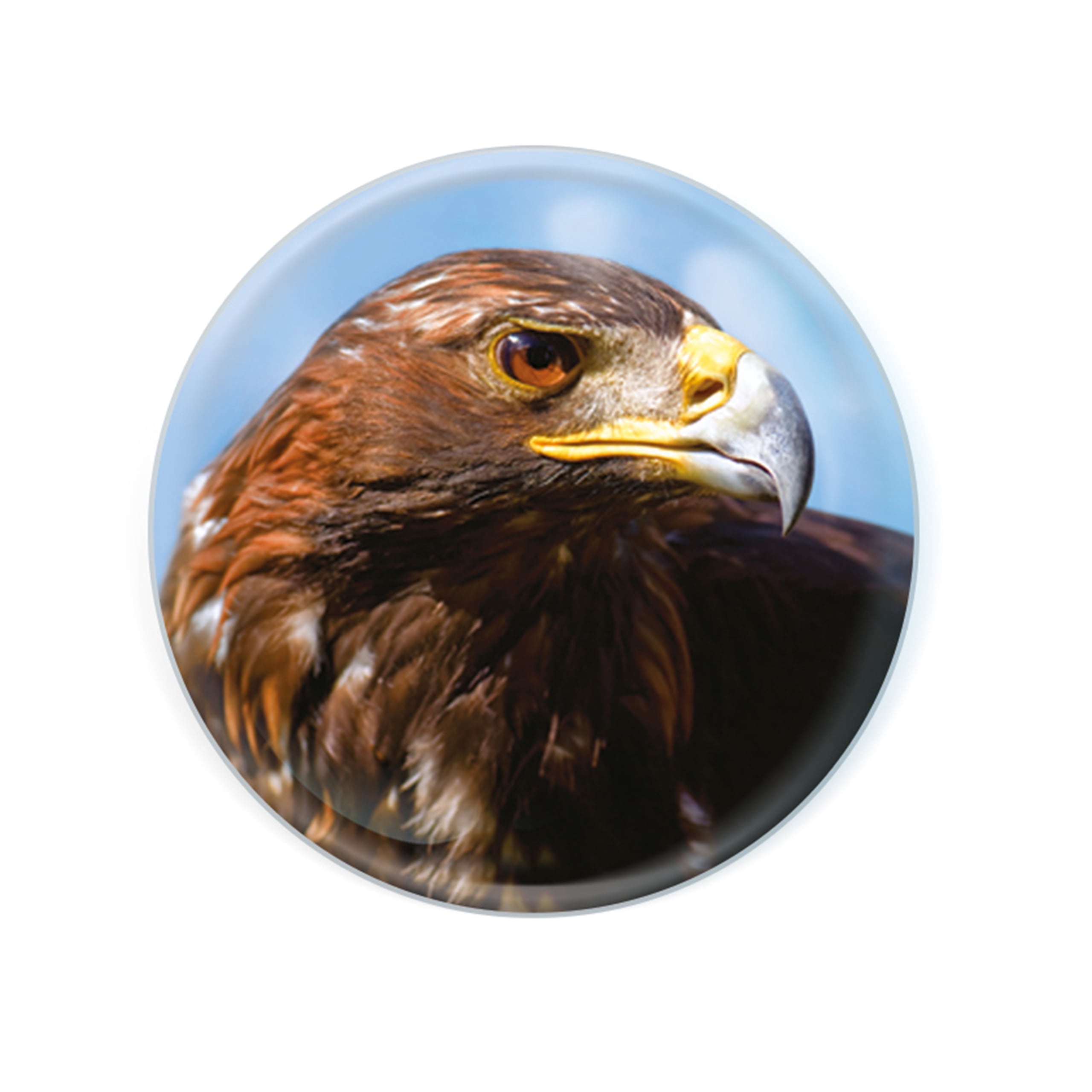 Magnidome Eagle Magnet by Deluxebase – Crystal Glass Fridge Magnet for ...