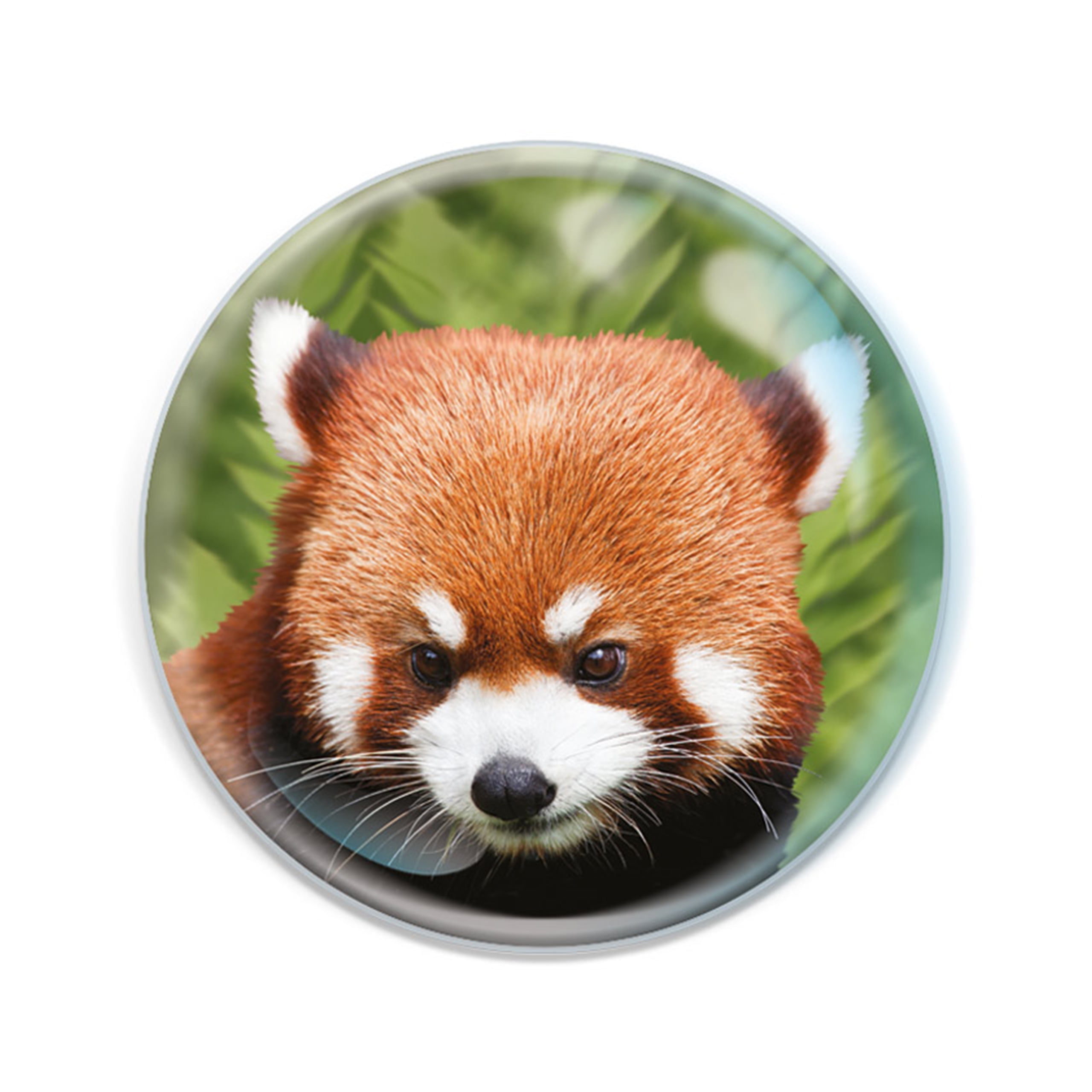 Magnidome - Red Panda Magnet from Deluxbase. Crystal Glass Fridge ...