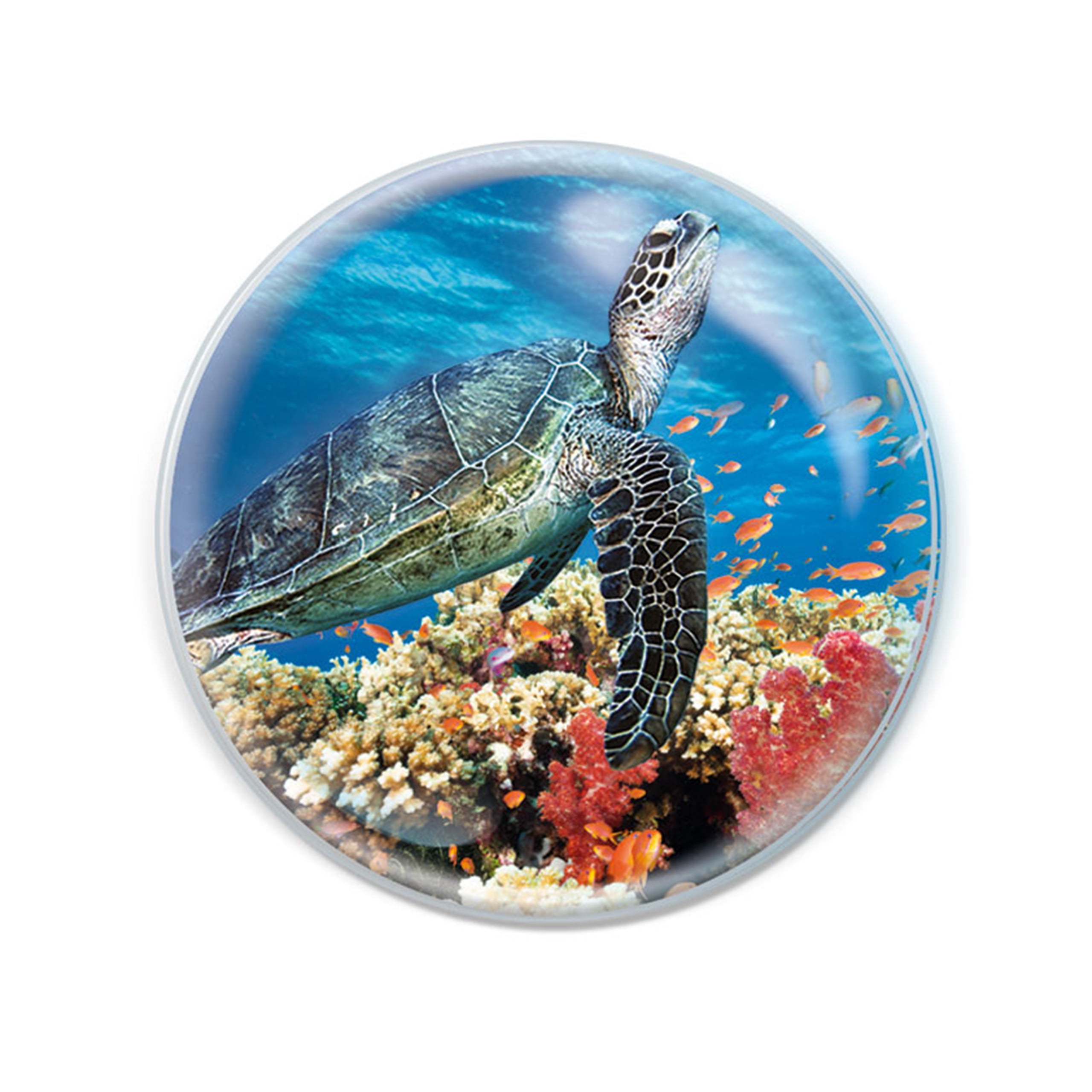 Magnidome - Sea Turtle Magnet from Deluxbase. Crystal Glass Fridge ...