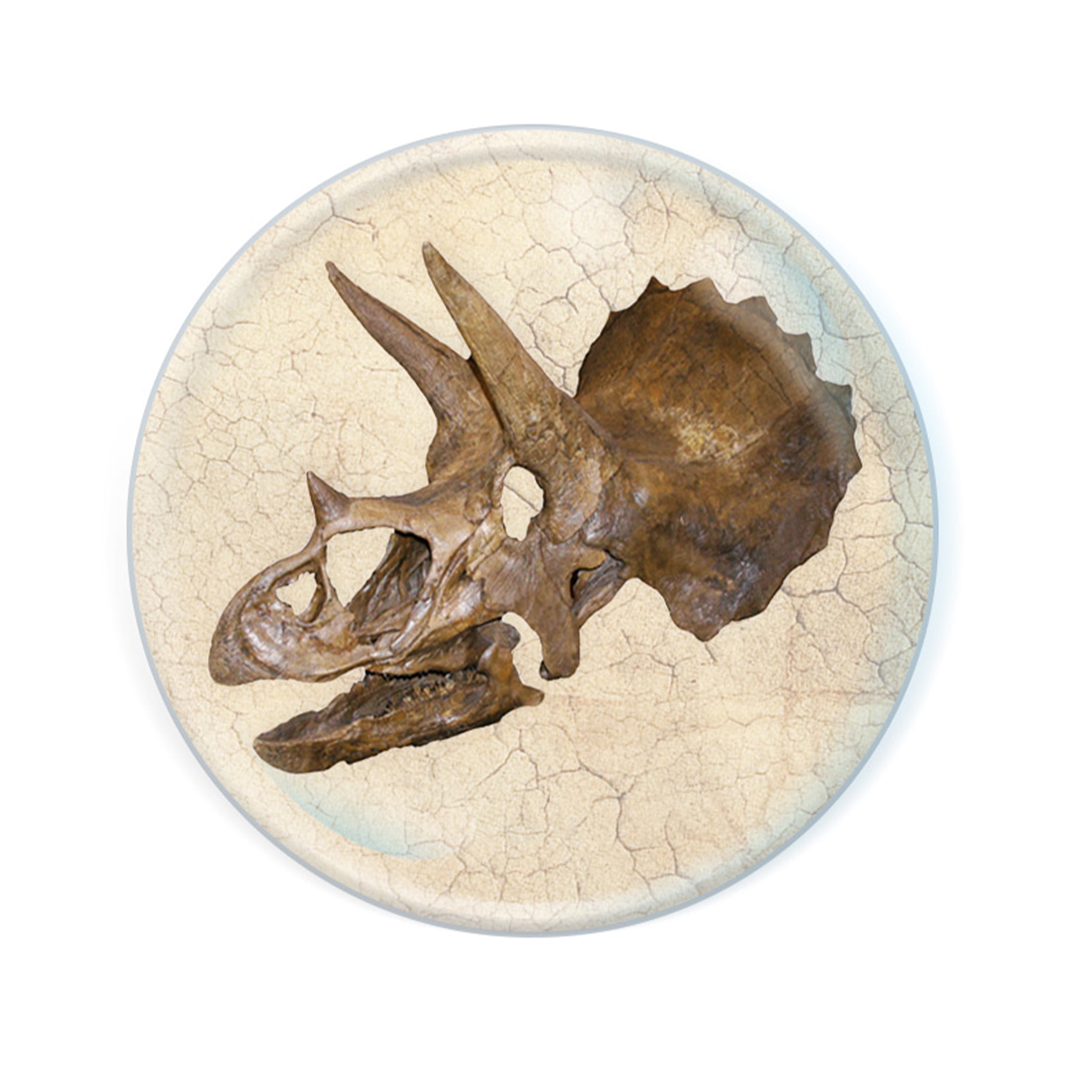 Magnidome Triceratops Skull Magnet from Deluxebase Crystal Glass Fridge ...
