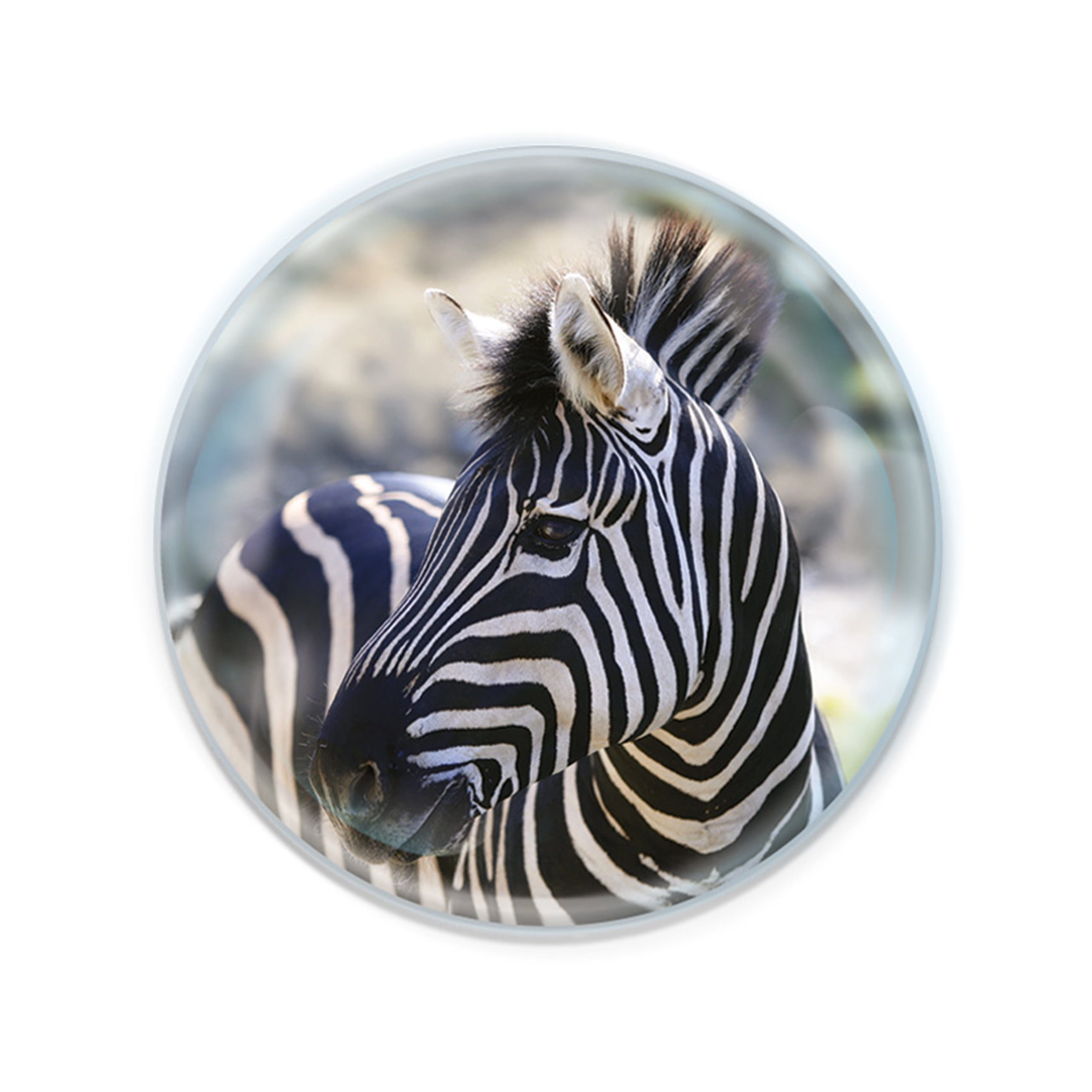 Magnidome - Zebra Magnet from Deluxbase. Crystal Glass Fridge Magnet ...