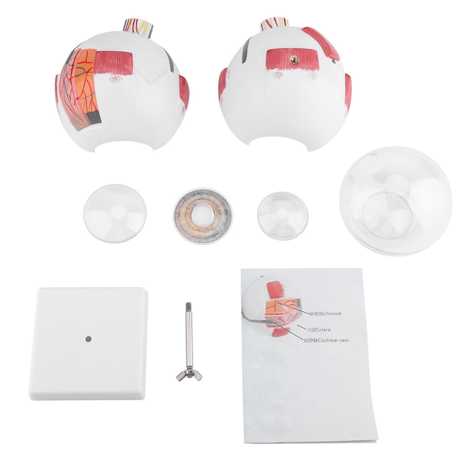 Magnification 6X Removable Human Eye Eyeball Model for Anatomy Study ...