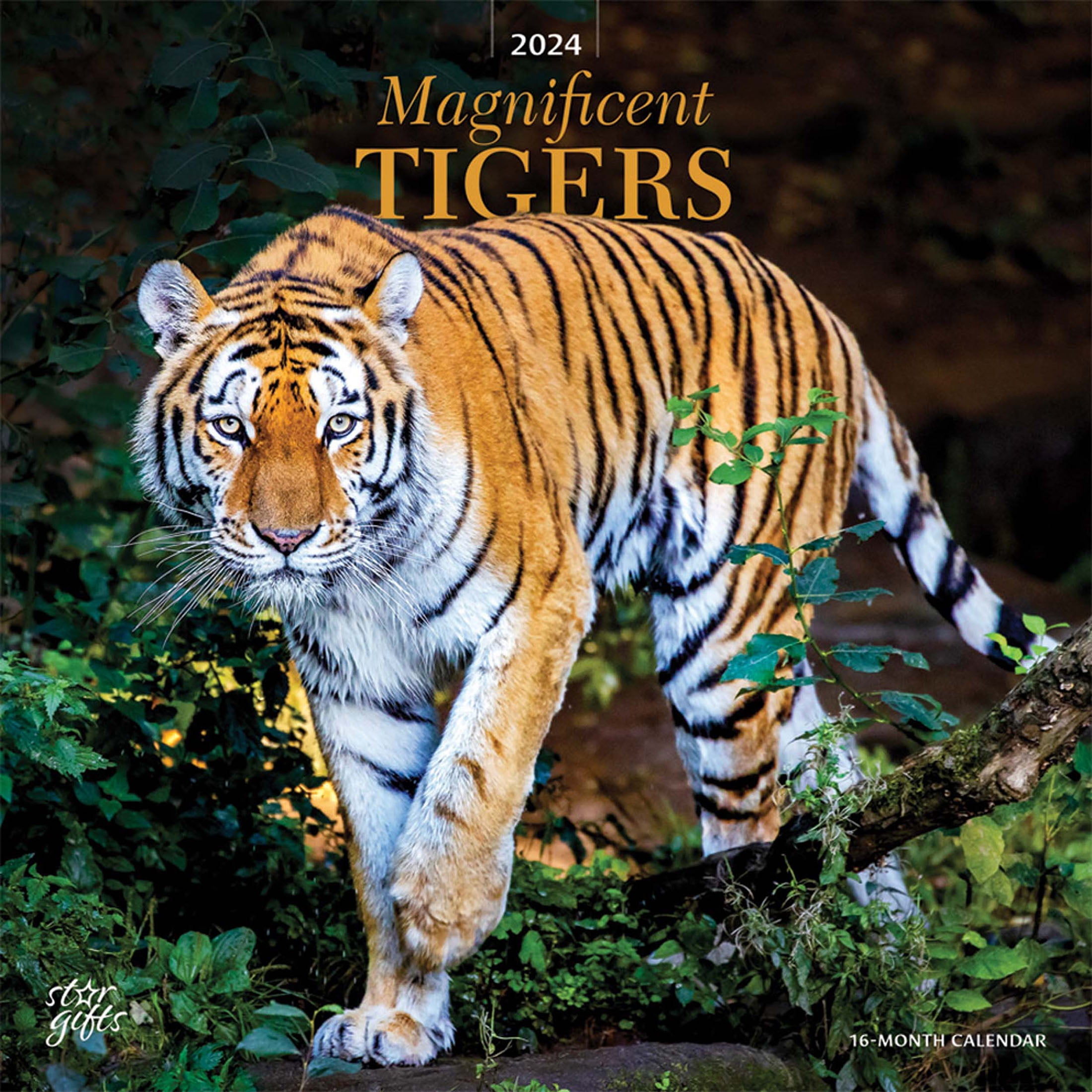 Magnificent Tigers | 2024 12x24" (Hanging) Wall Calendar | StarGifts - Walmart.com