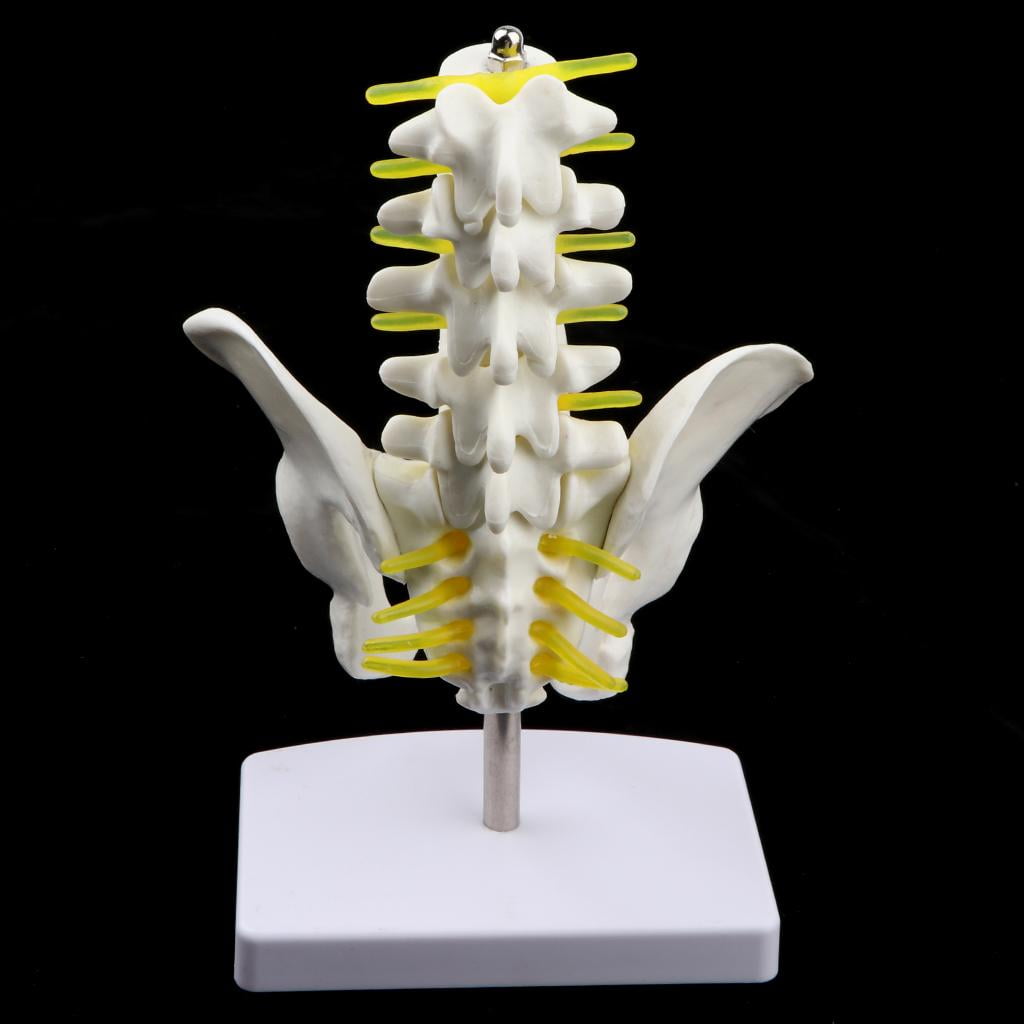 Magnified Human Female Pelvis Skeleton Model with Vertebrae & Ligaments ...