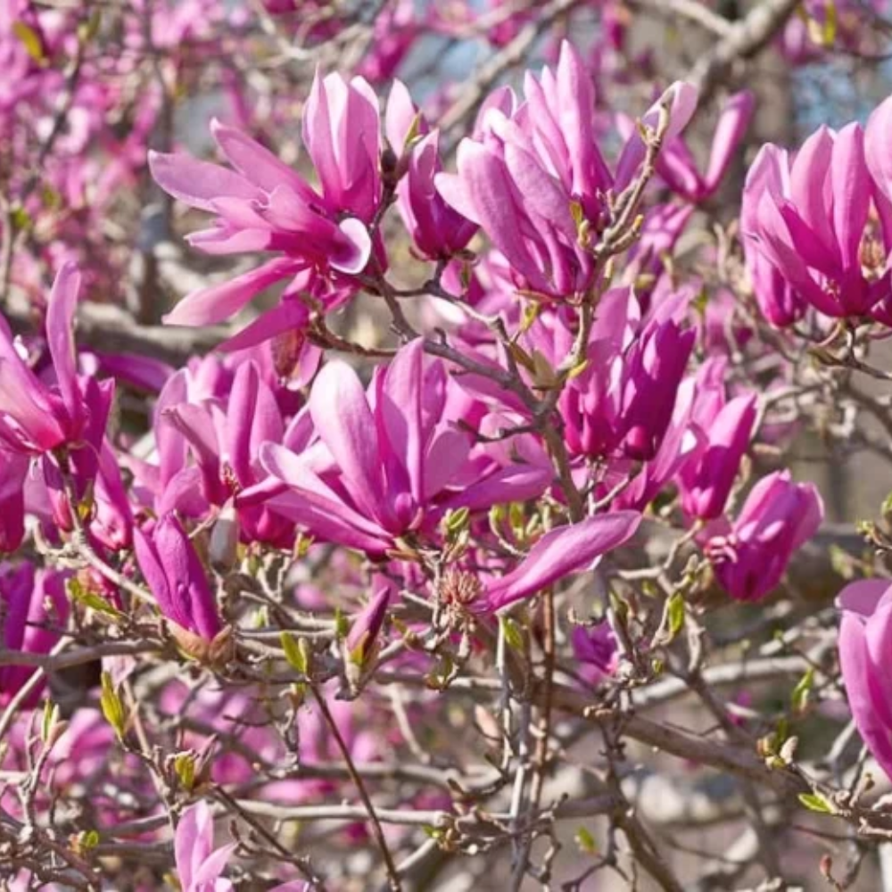 Magnolia Ann Tree, Ann Magnolia Flowering Dormant Tree, Hardy Perennial ...