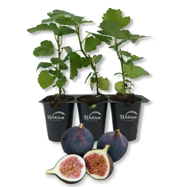 Magnolia Fig Tree - 3 Live Tissue Culture Starter Plants - Ficus Carica ...