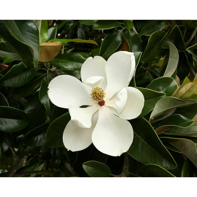 Southern Magnolia Tree Flower