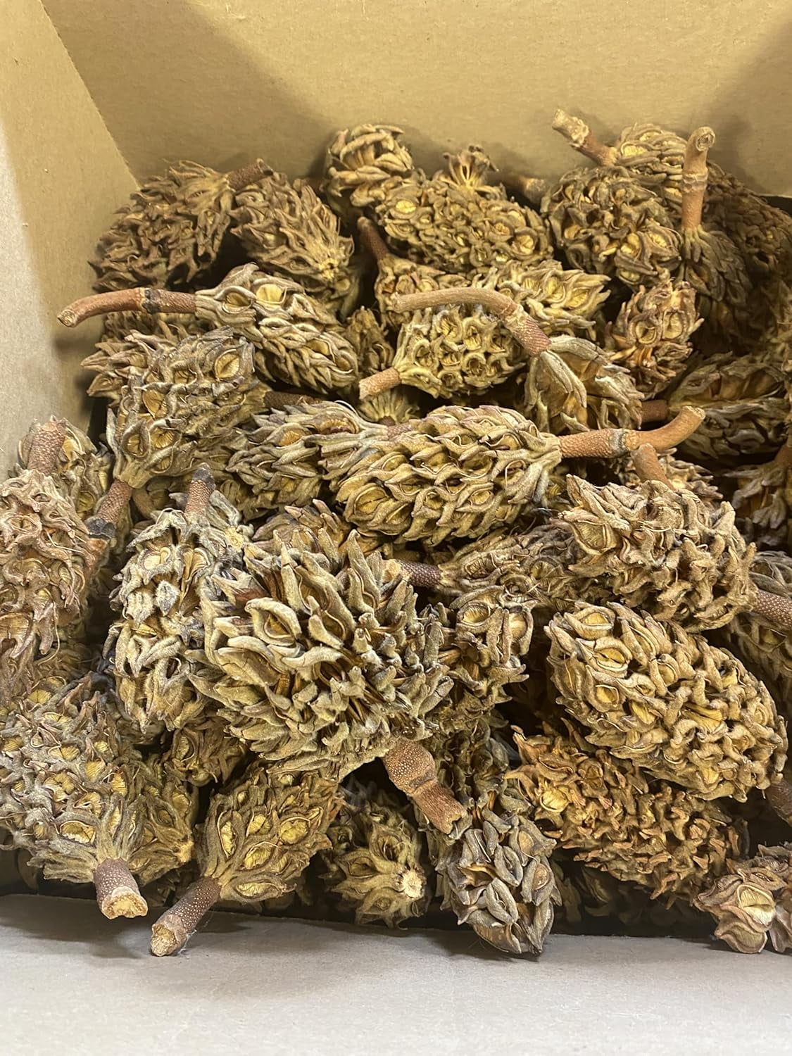 Magnolia Pine Cones - Stunning Magnolia Seed Pods, Great for Decorating ...