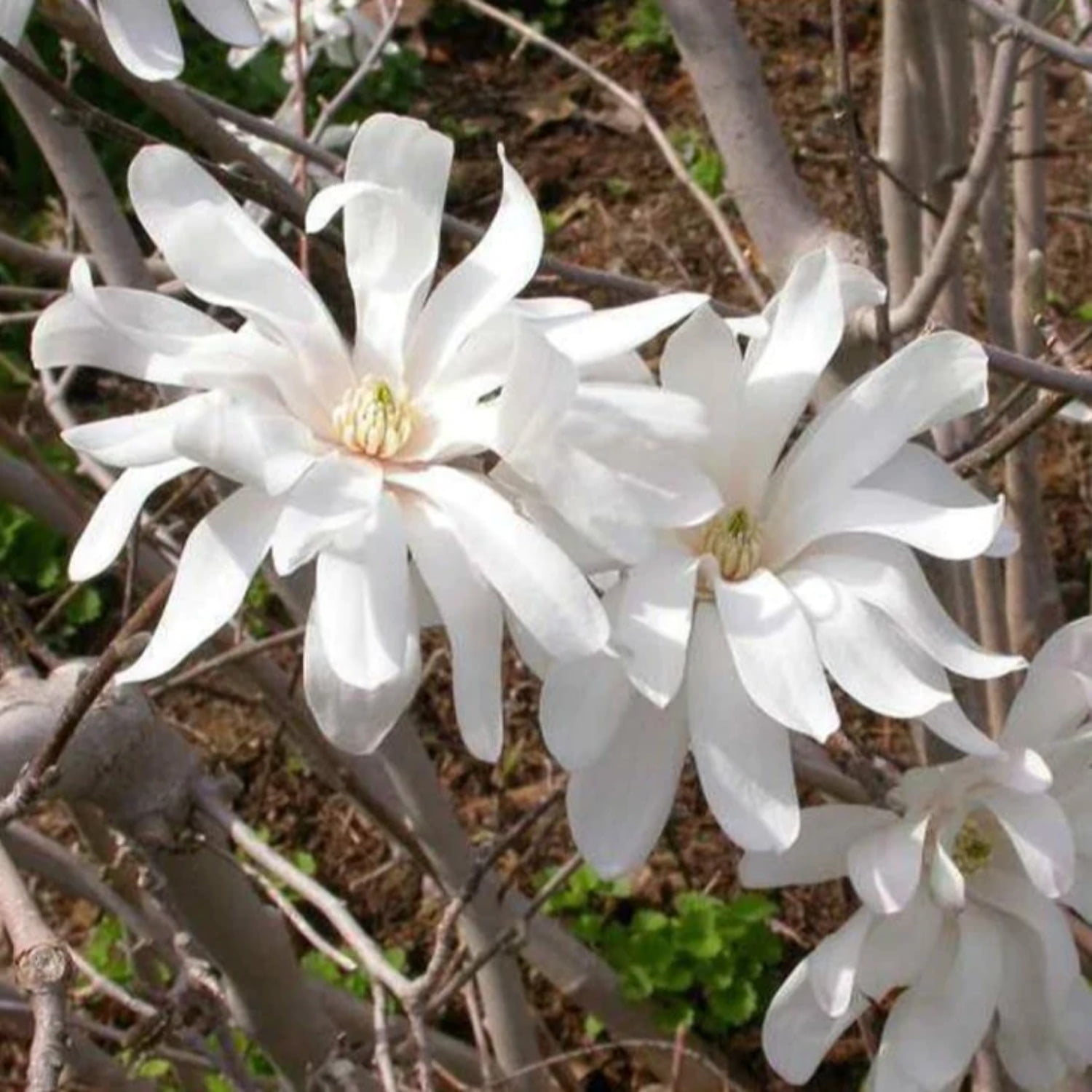 TriStar Plants - Fragrant 'Royal Star' Magnolia Shrub, Flowering, 1 ...