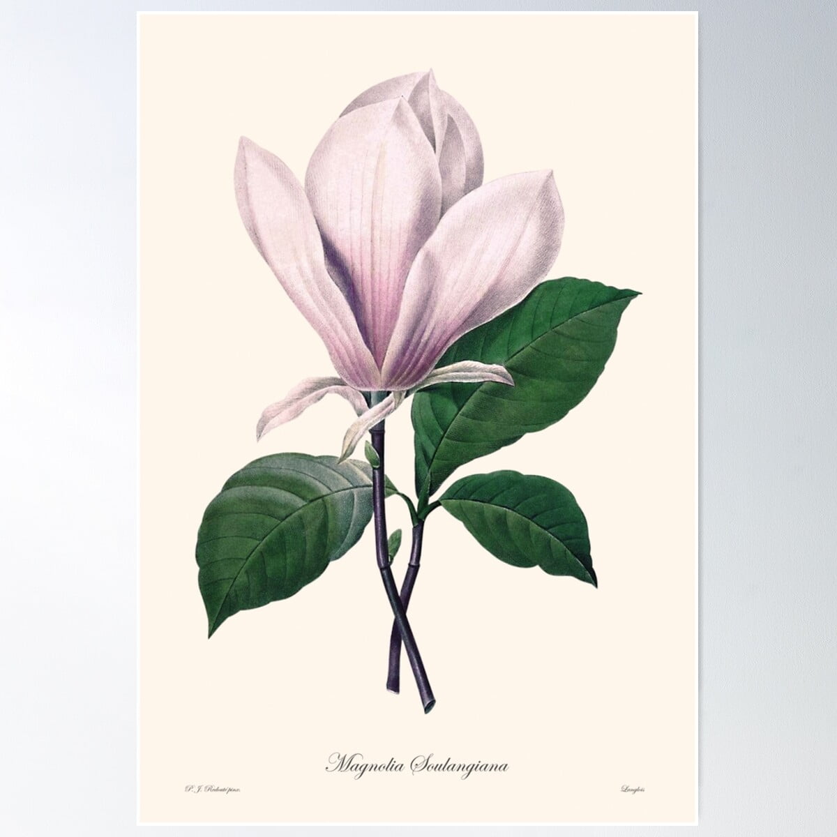 Magnolia Soulangeana | The Saucer Magnolia | Pierre Joseph Redouté ...