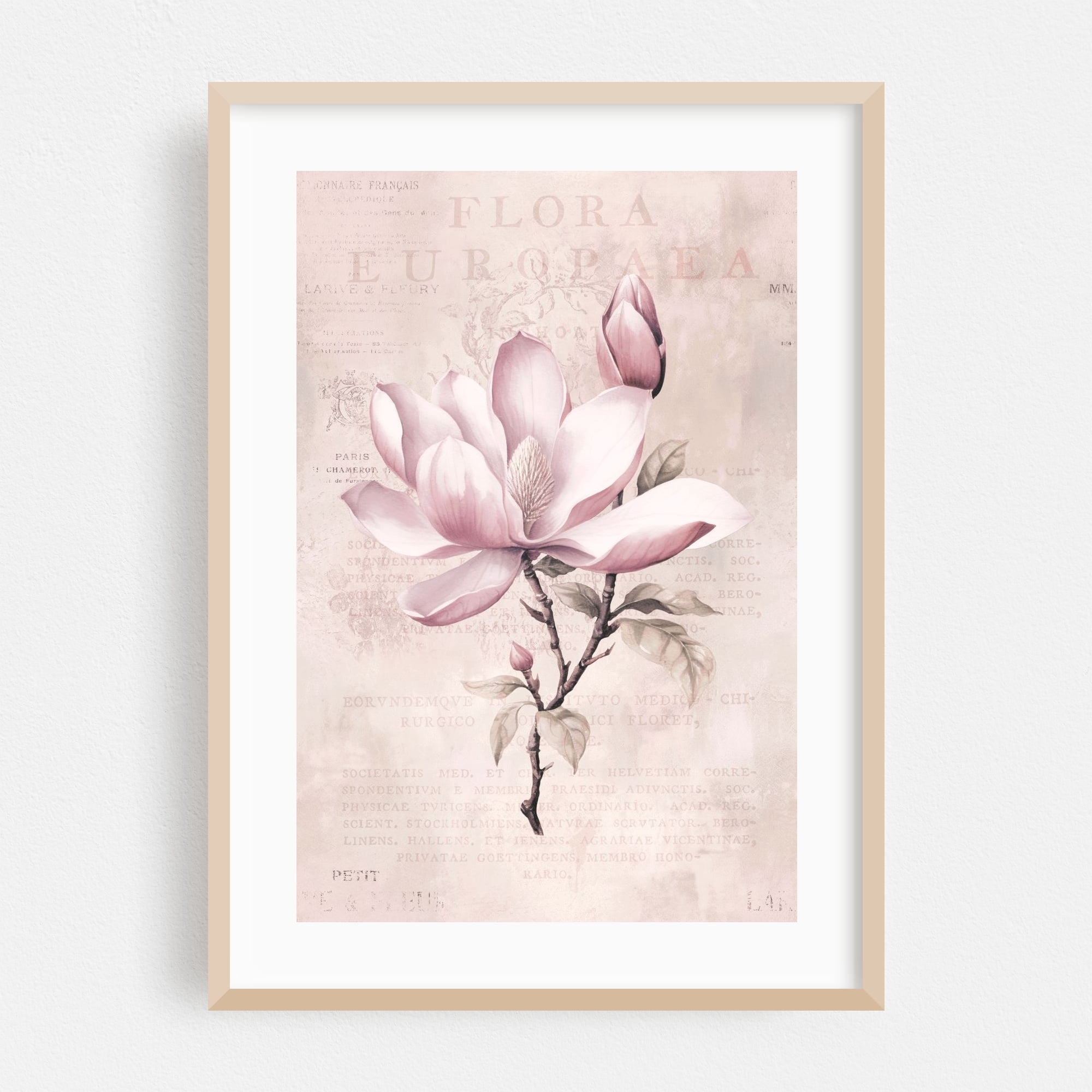 Magnolia Spring Romance Pink - Illustration Floral Botanical Vintage ...