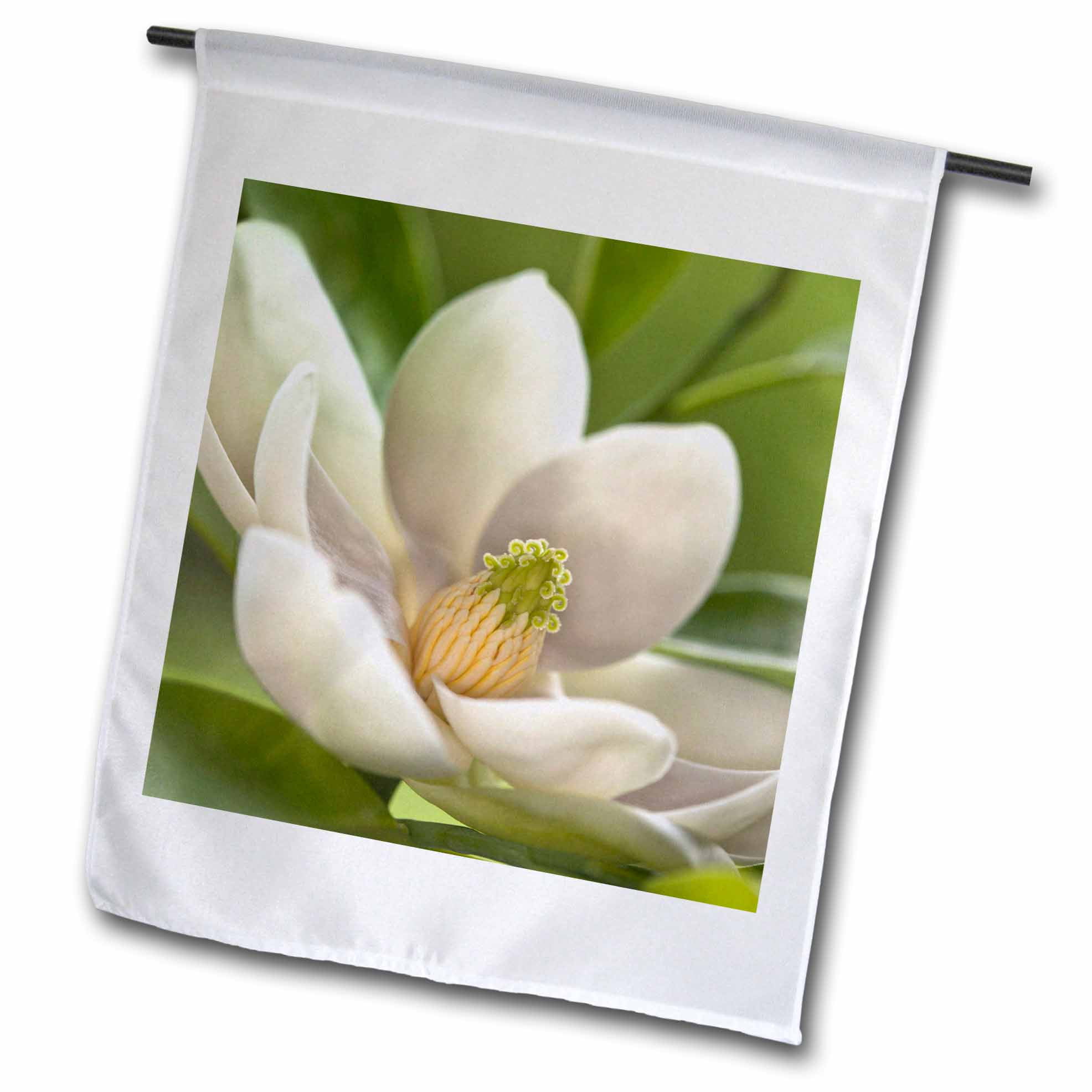 3dRose, Magnolia Tree Flower Blossom - NA01 AJE0189 - Adam Jones, 12 x ...