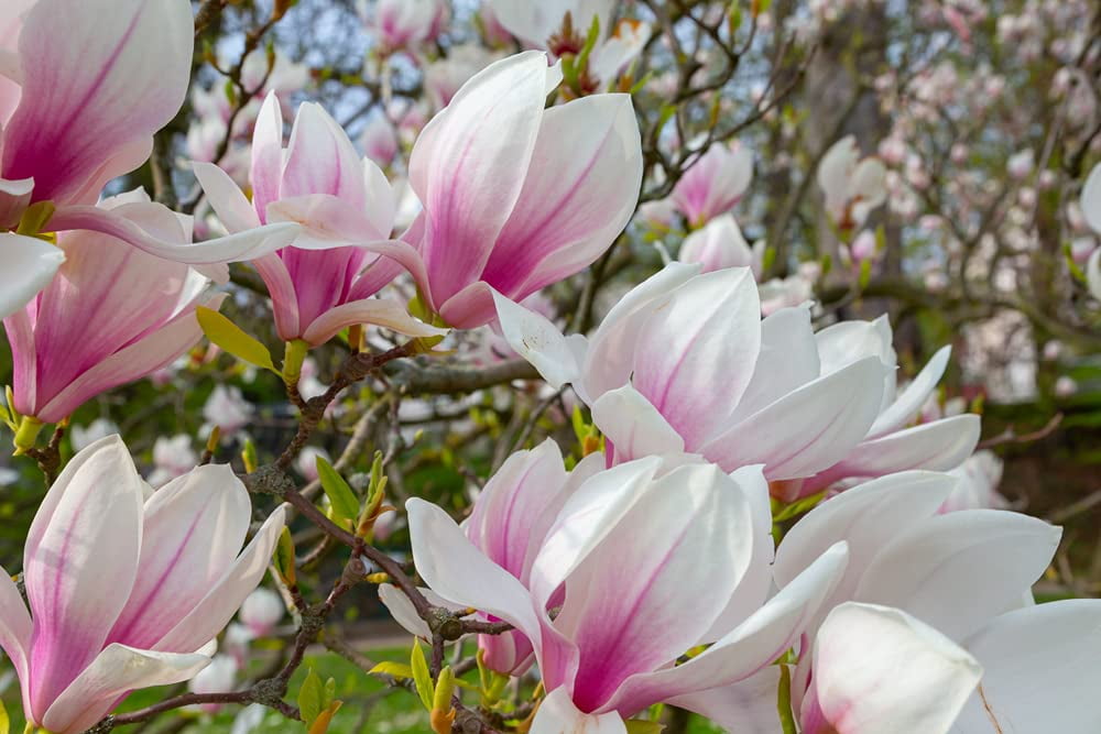 CZ Grain Magnolia Tree Seeds, 10 Viable Seeds for Planting, Stunning ...