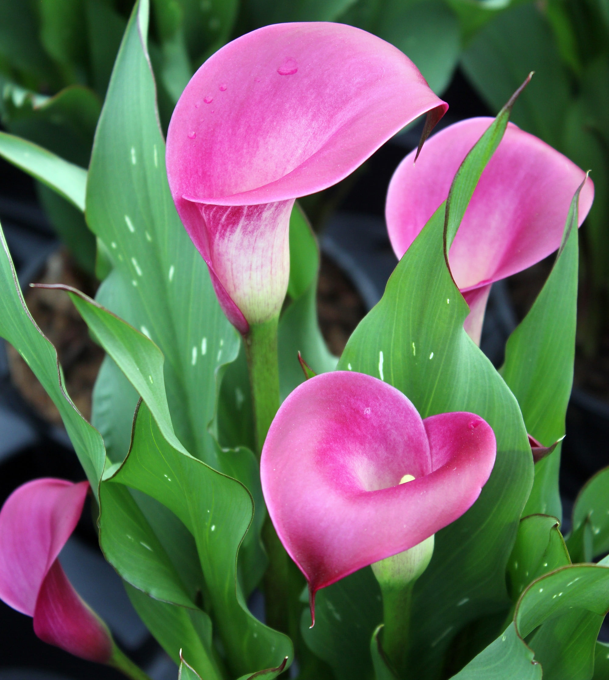 Sumatra Calla Lily Bulb 14/16cm - Gorgeous Pink! - Walmart.com