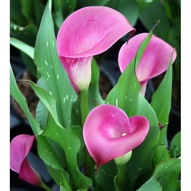 Magnum Calla Lily Bulb 14/16cm - Gorgeous Pink! - Walmart.com