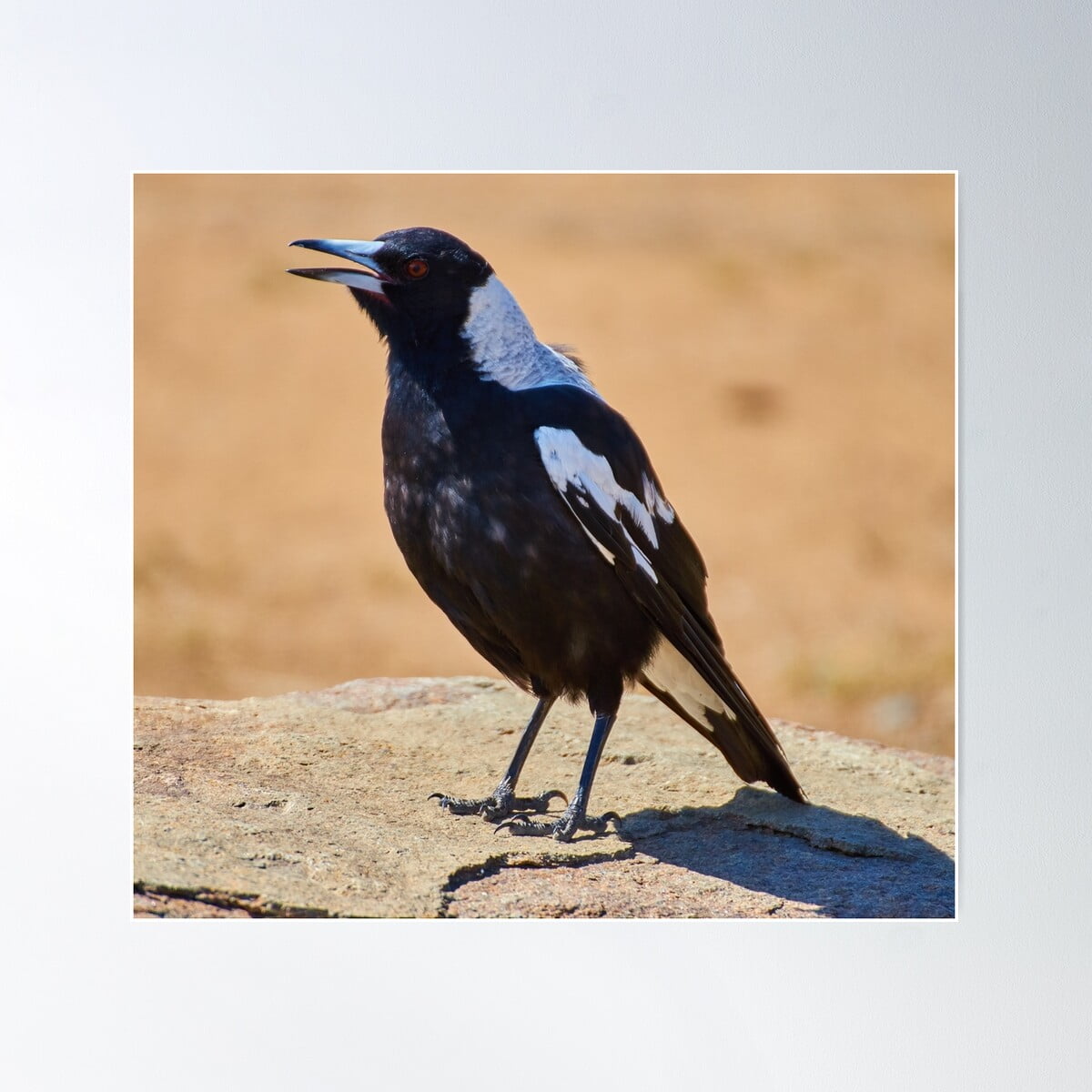 Magpie ~ Australian Magpie 682Zey7T By David Irwin Poster Wall Art ...