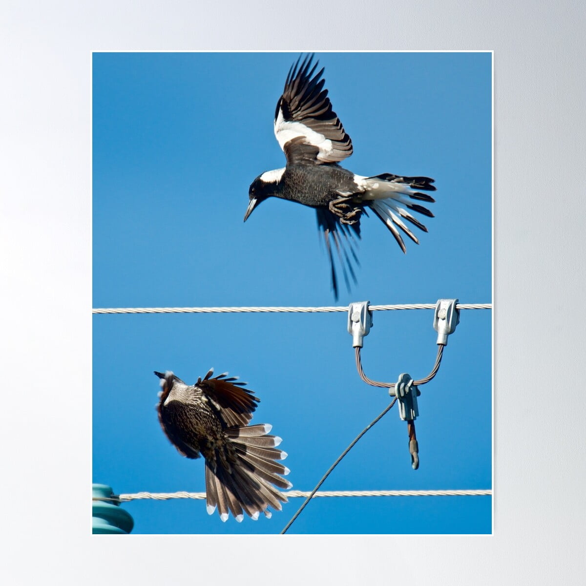 Magpie ~ Honeyeater ~ Australian Magpie Z3Tq4Syh And Little Wattlebird ...