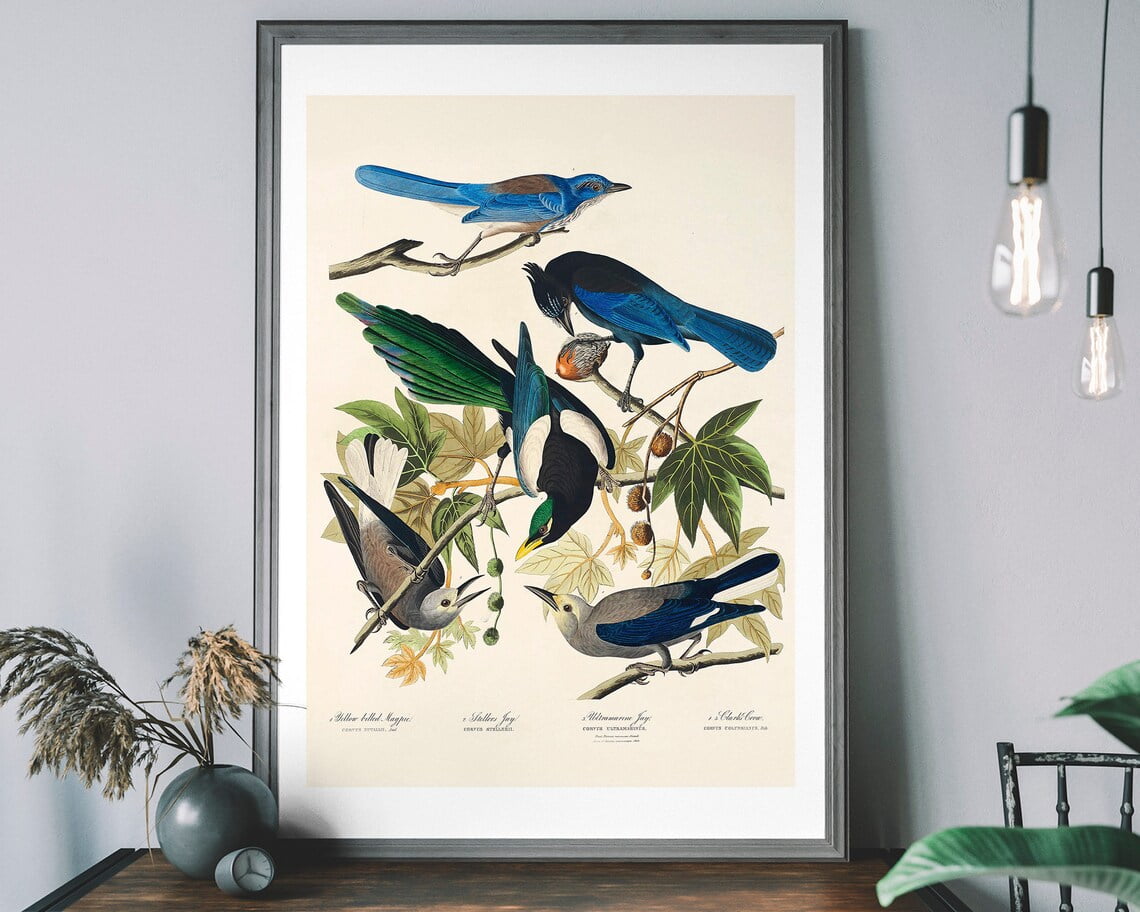 Magpie, Jay, Crow Vintage Art Print, Antique Bird Illustration, John ...