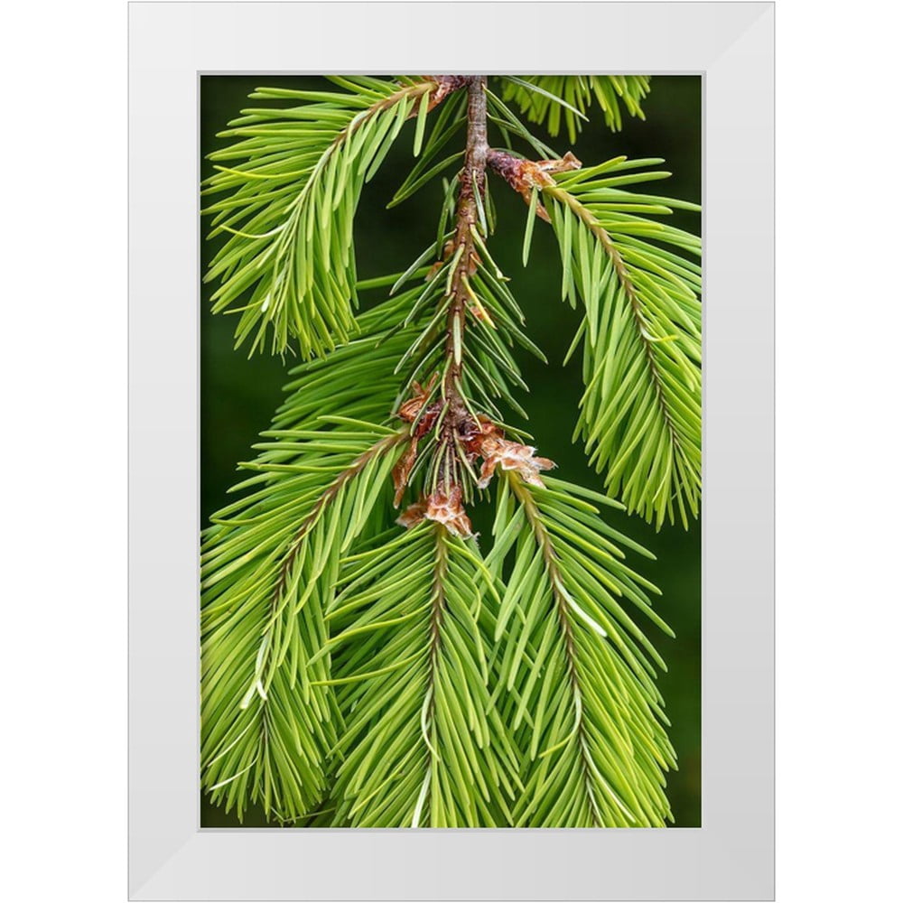 Mahan, Kathy 11x14 White Modern Wood Framed Museum Art Print Titled ...