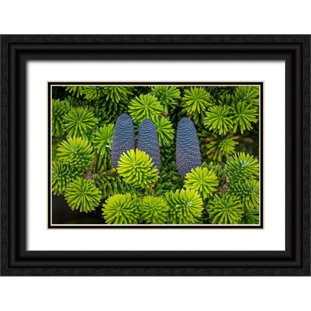 Mahan, Kathy 14x11 Black Ornate Wood Framed with Double Matting Museum ...